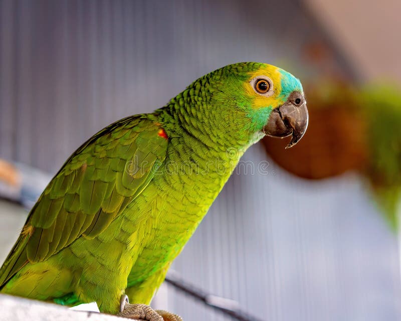 Turquoise-Fronted Amazon Parrot Stock Image - Image of colorful, avian ...
