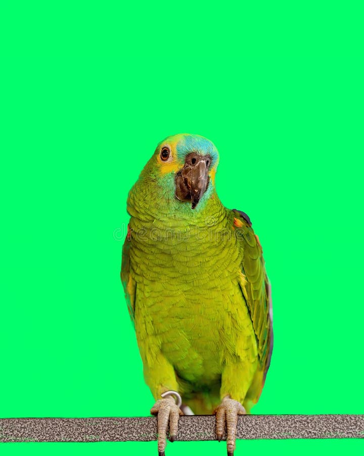 Turquoise-Fronted Amazon Parrot Stock Image - Image of aviary ...
