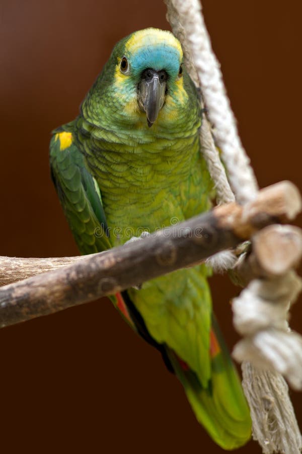 Turquoise fronted parrot stock image. Image of bird, sitting - 86470555