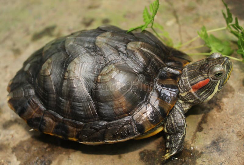 Pet turtle stock image. Image of habitat, tortoise, snake - 241869243