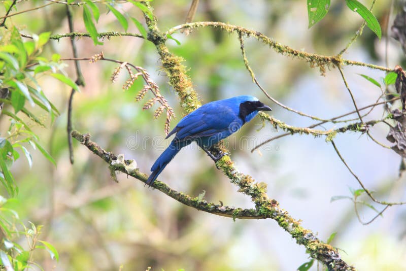 Turquoise Jay stock image. Image of ecuador, edge, forest - 39508833