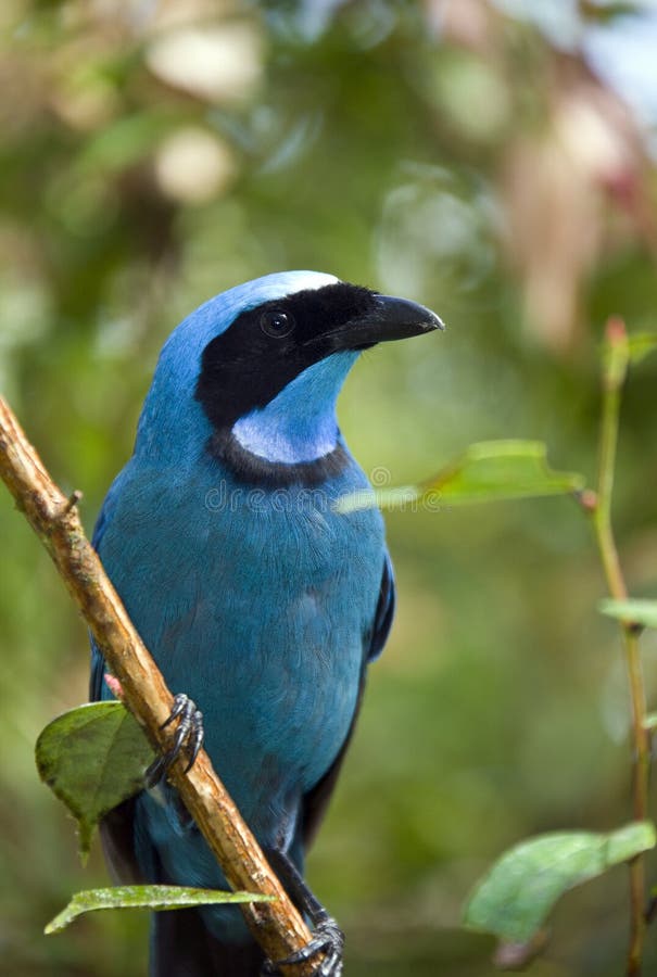 Turquoise Jay - Mindo Cloud Forest - Ecuador Stock Image - Image of ...