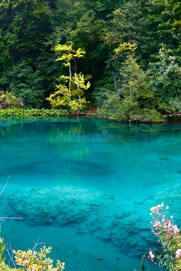 Turquoise lake stock photo. Image of fish, stone, flower - 16279408