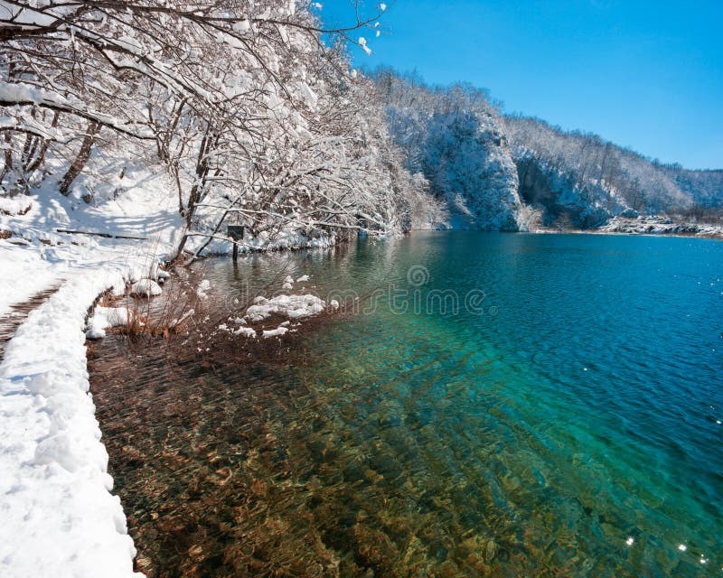 Turquoise Lake Water in Pines Wood Stock Image - Image of alps ...