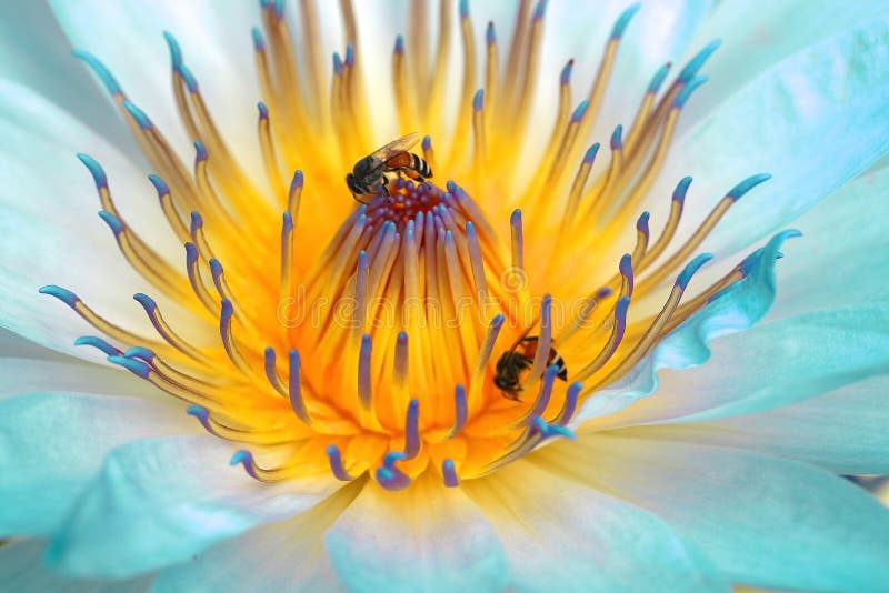 Turquoise lotus flower stock image. Image of turquois - 61527435