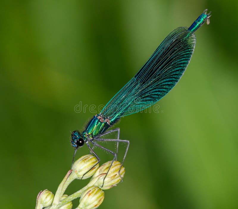 A Turquoise Macro Dragonfly Stock Photo - Image of bright, corner: 94915012