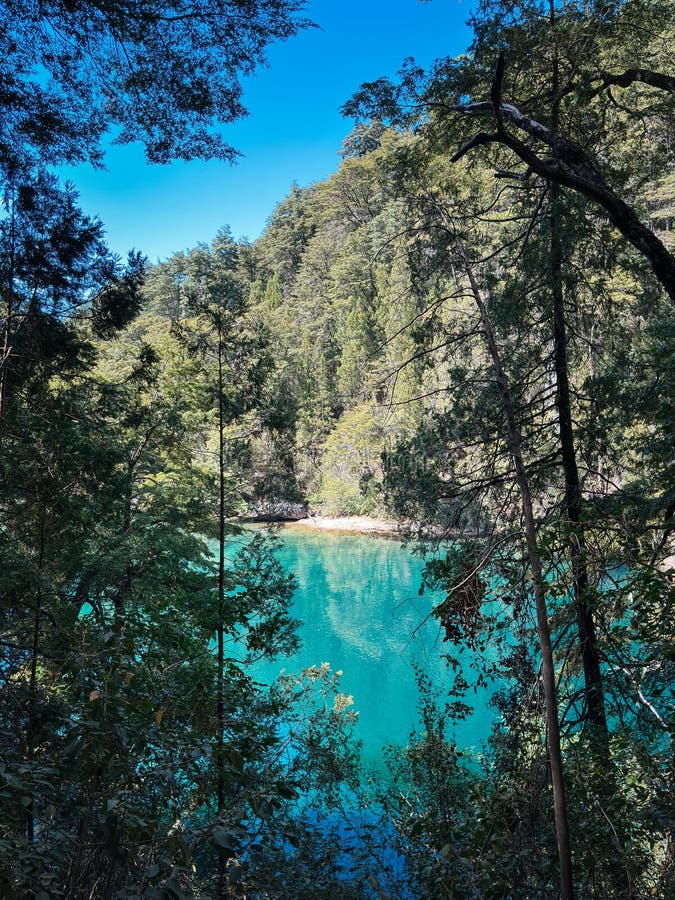 Turquoise River Surrounded by Dense Forest Viewed through Trees Stock ...