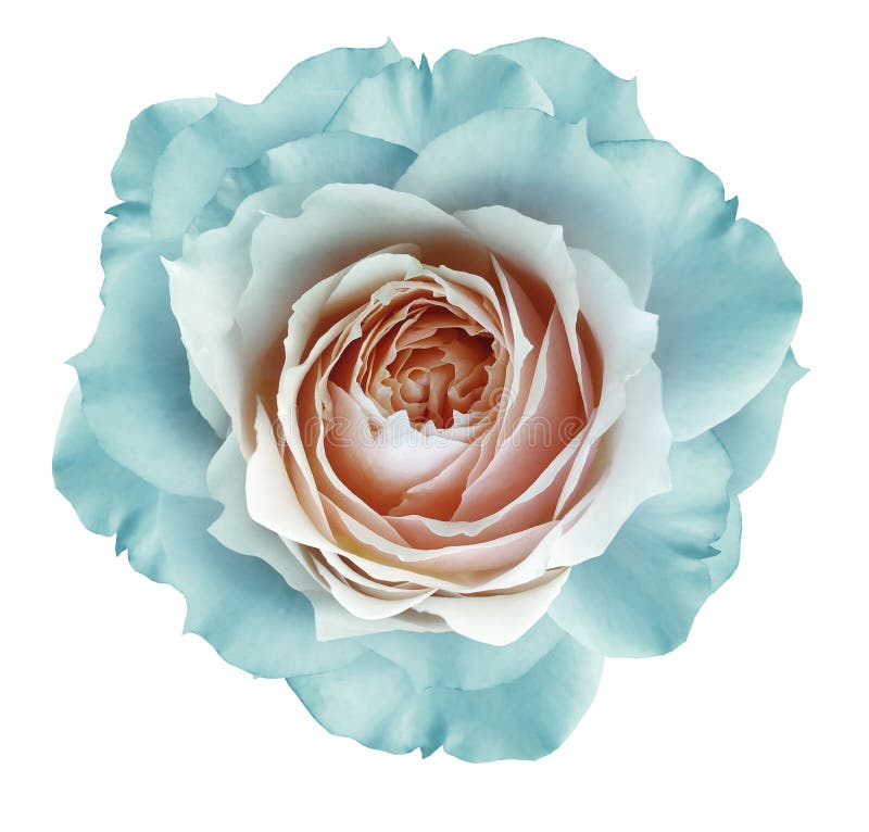 Turquoise Rose Flower on White Isolated Background with Clipping Path ...