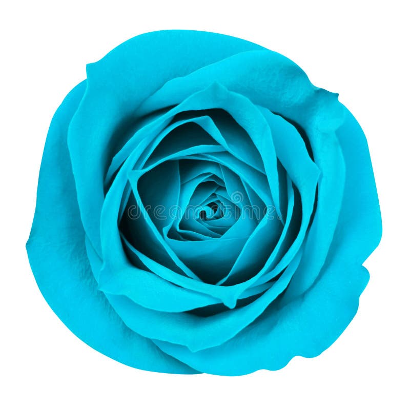 Turquoise Rose isolated stock photo. Image of love, blooming - 41917690