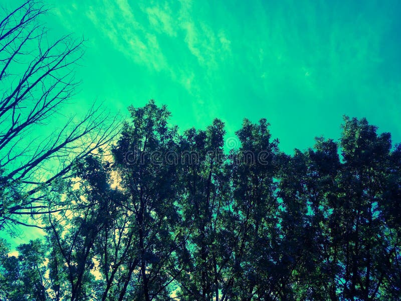 Turquoise sky stock image. Image of turquoise, trees - 76672043