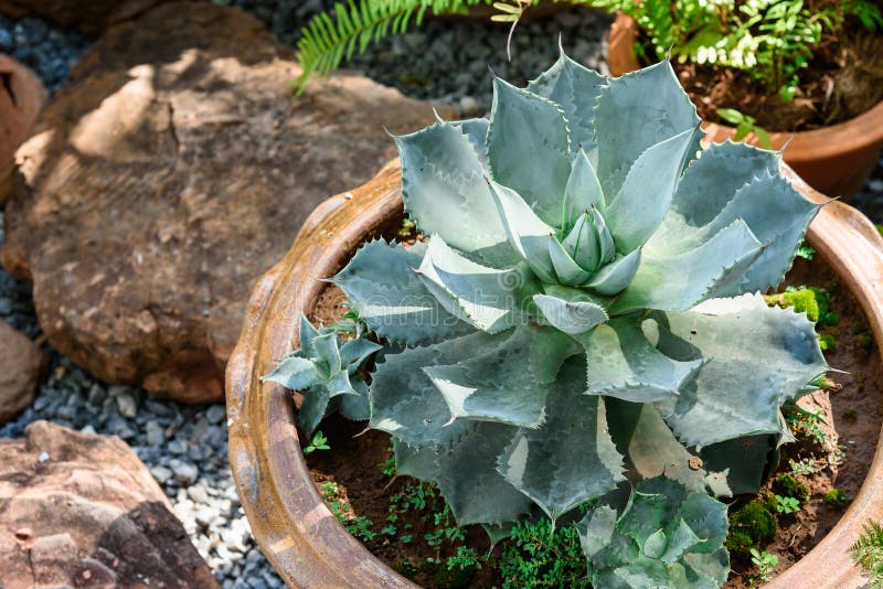 Turquoise Succulent Echeveria in Pots. Stock Image - Image of plant ...