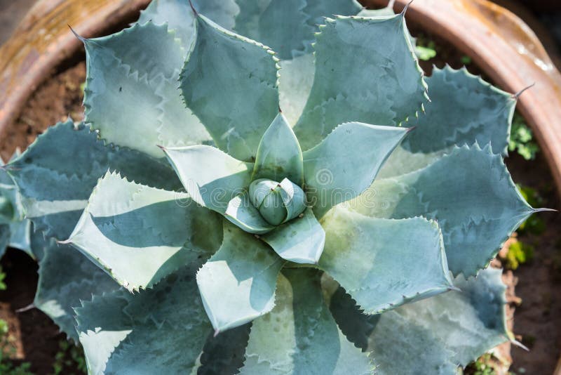 Turquoise Succulent Echeveria in Pots. Stock Image - Image of stamen ...