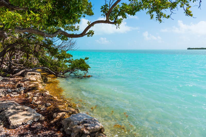 Florida Keys shore stock image. Image of sand, palm, white - 85507473