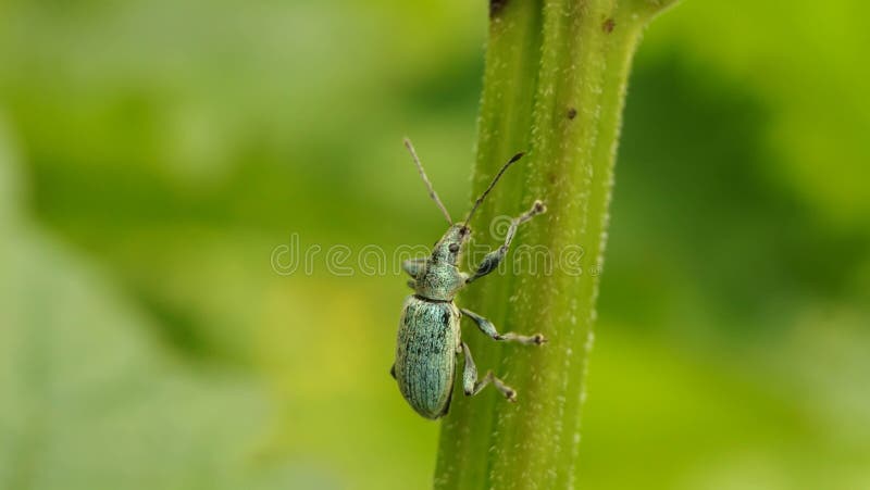 Turquoise Weevil on the Grass, Selective Focus Image Stock Photo ...