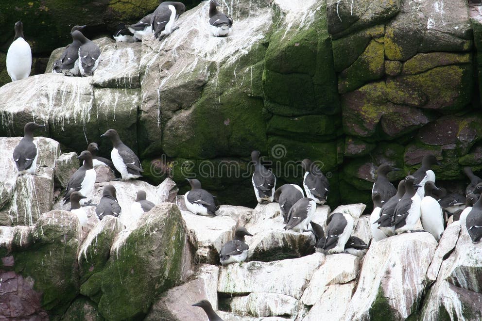 Turr stock photo. Image of puffins, cliff, uria, turr - 65640370