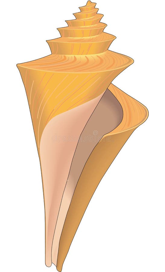 Turrid Shell Illustration stock vector. Illustration of shellfish ...