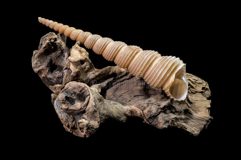 Turritella Shell on Driftwood with Black Background Stock Photo - Image ...
