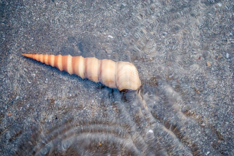 383 Turritella Stock Photos - Free & Royalty-Free Stock Photos from ...