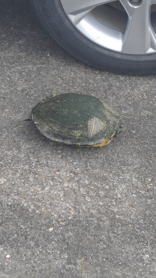 Turt tire stock photo. Image of turtle, tmnt, reptile - 73065996