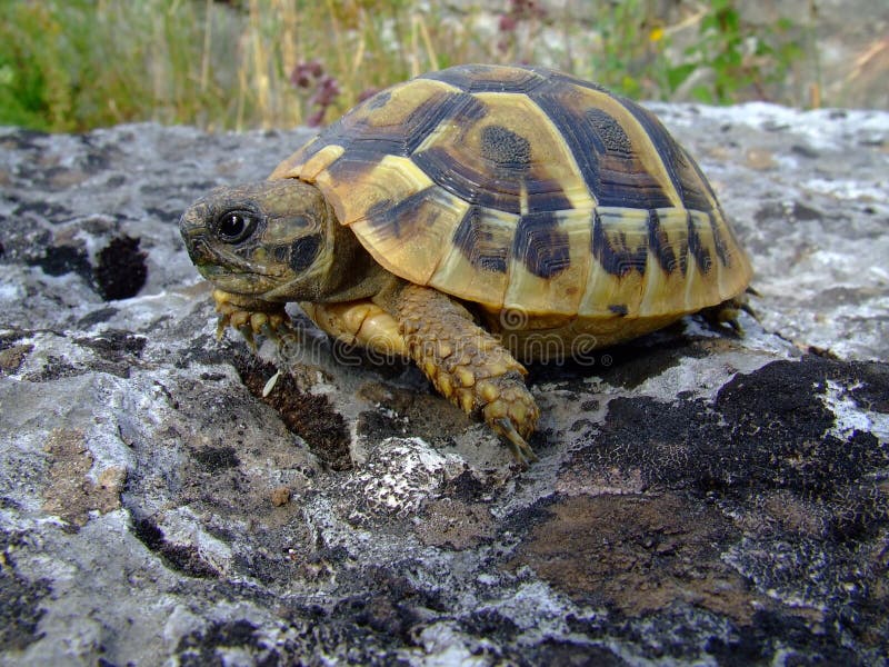 Box Turtle stock photo. Image of shell, terrapene, reptile - 2628634