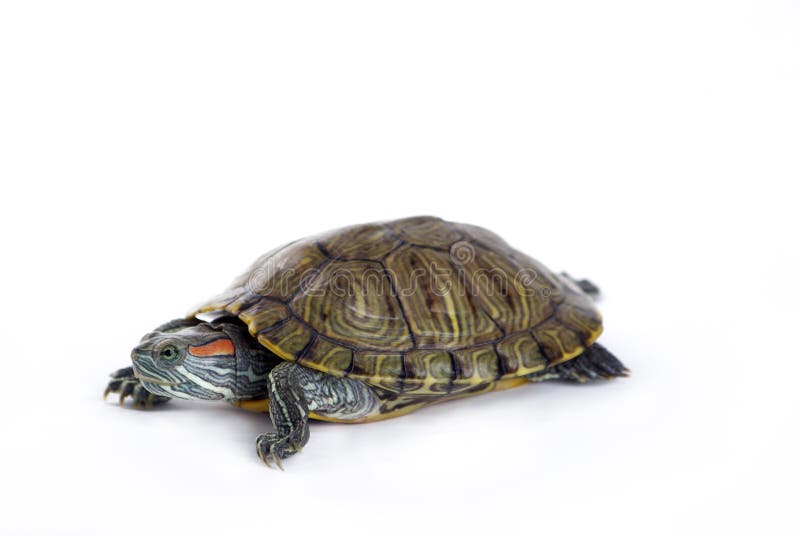 Turtle catches the frisbee stock image. Image of catch - 31708283