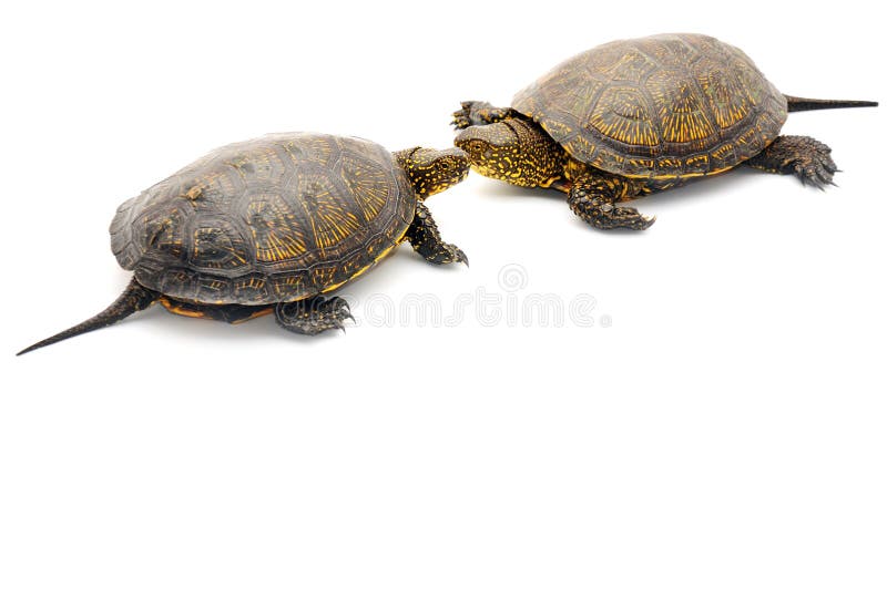 Turtle family on parade stock photo. Image of animal - 19094008