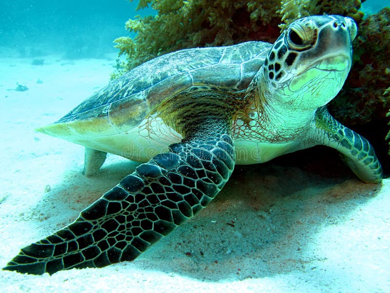 Loggerhead Sea Turtle stock image. Image of animalia - 12899383