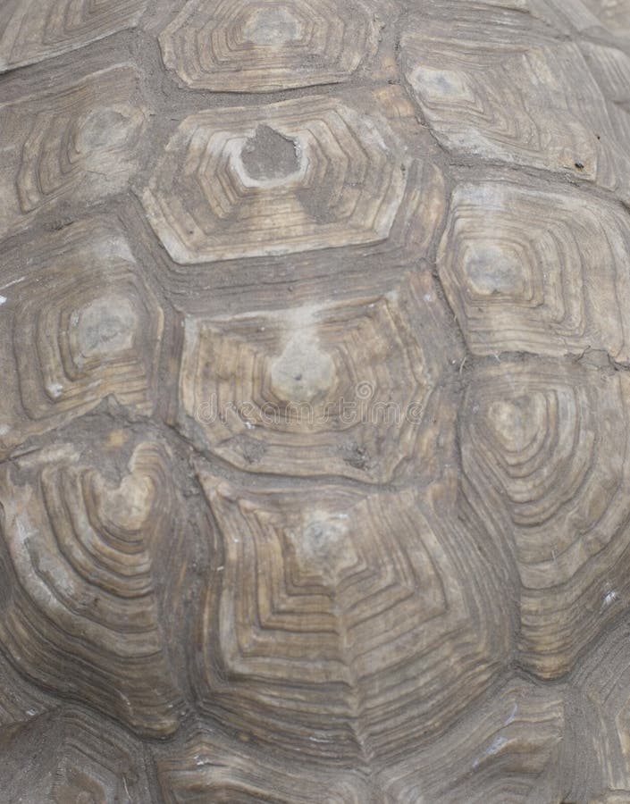 Turtle stock image. Image of detail, shell, pets, cover - 11516437