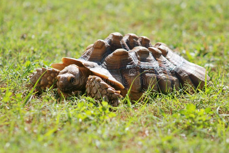Turtle stock photo. Image of focus, wierd, turtle, rare - 11532464