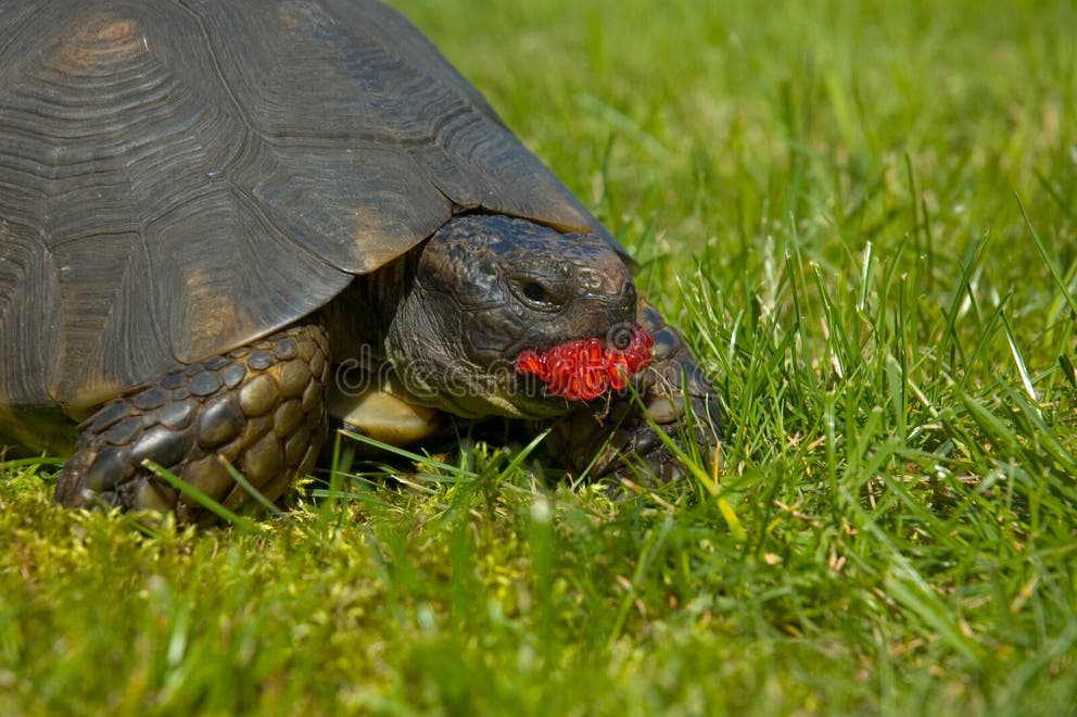 Turtle stock image. Image of animal, garden, raspberry - 11966897