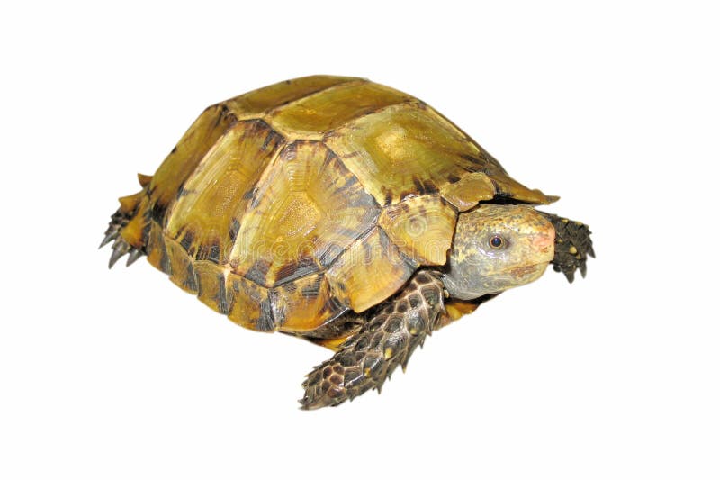 Turtle stock image. Image of climate, carapace, aquatic - 12053091