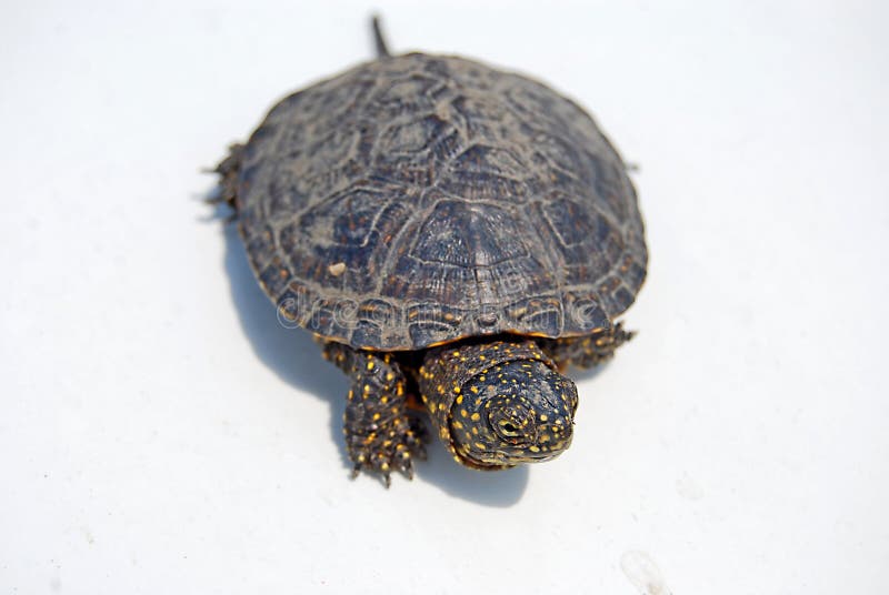 Small turtle stock image. Image of young, stone, camera - 218751