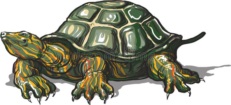 Hand-drawn Pet Trachemys Scripta Elegans Turtle Stock Illustration ...