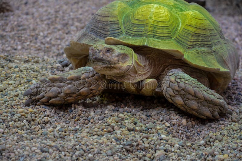 Turtle Under Water in Congaree National Park, South Carolina Stock ...