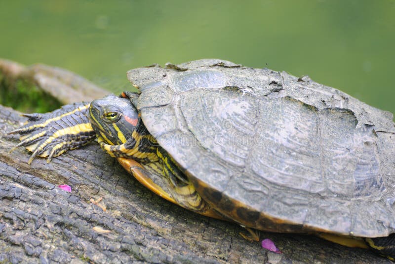 Turtle Picture. Image: 14424666