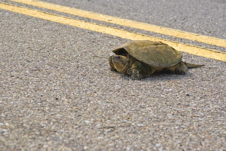 805 Turtle Shell Side View Stock Photos - Free & Royalty-Free Stock ...