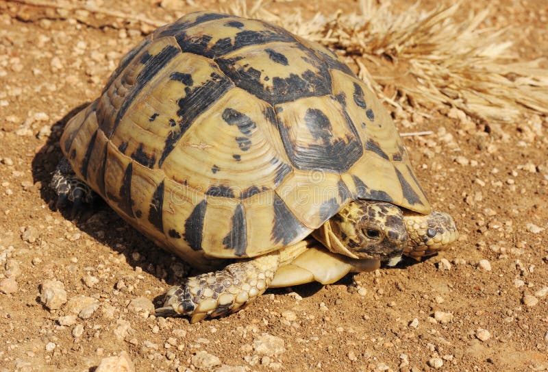 Ornate Box Turtle Inside His Shell Stock Image - Image of inside ...