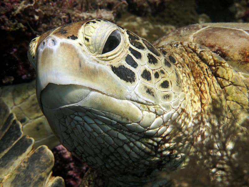 Close up of a turtle head stock image. Image of endangered - 15076147