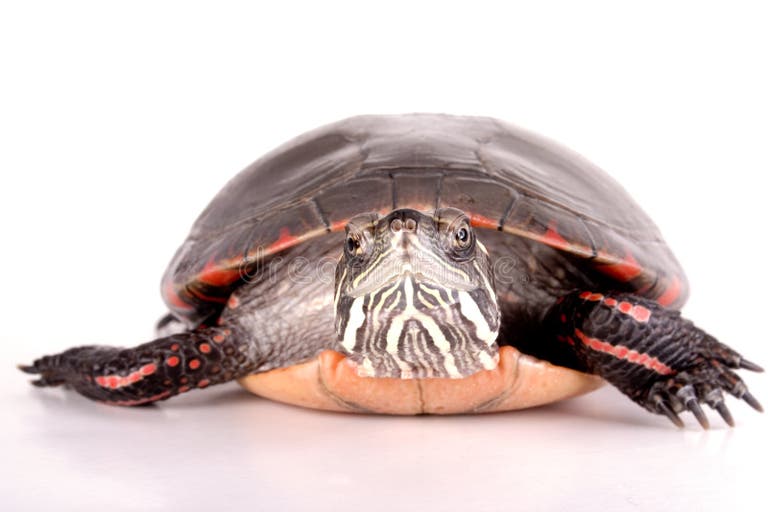 2,631 Painted Turtle Pictures Stock Photos - Free & Royalty-Free Stock ...