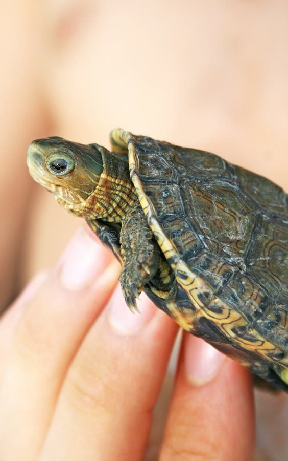 Funny hamster stock photo. Image of food, mammal, almond - 8186344
