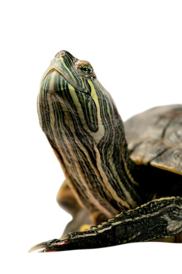 Turtle stock image. Image of brown, nature, closeup, macro - 1517247