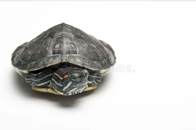 Turtle Facing The Camera - Acanthochelys Stock Image - Image of concept ...