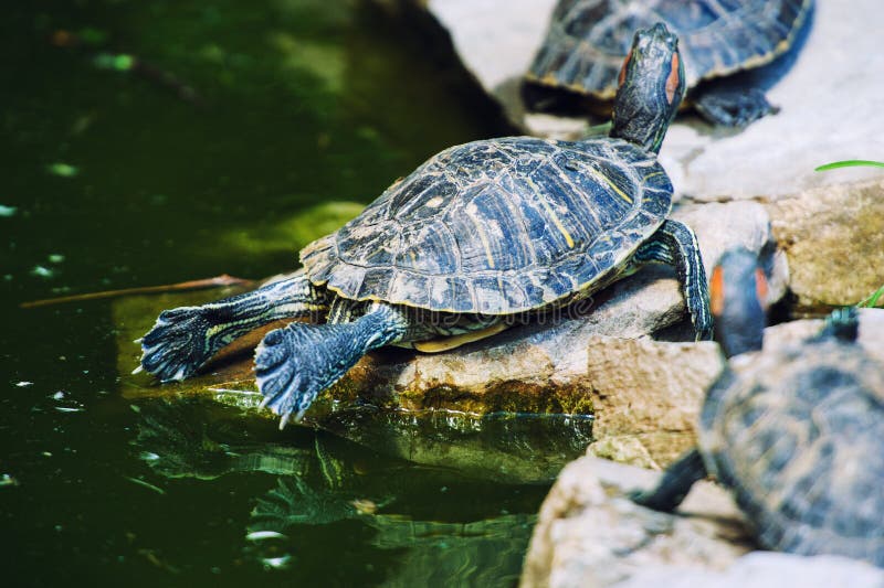 Turtle stock photo. Image of beautiful, hard, caribbean - 165102108