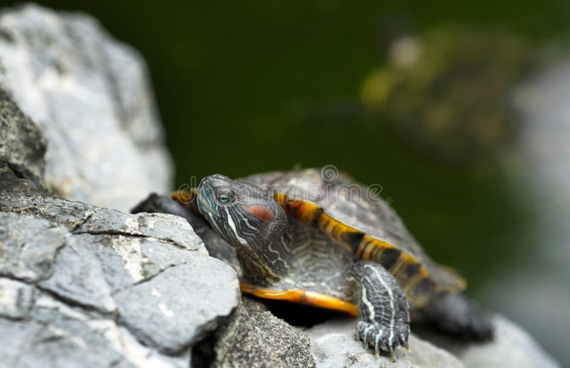 485 Turtle Climb Stock Photos - Free & Royalty-Free Stock Photos from ...