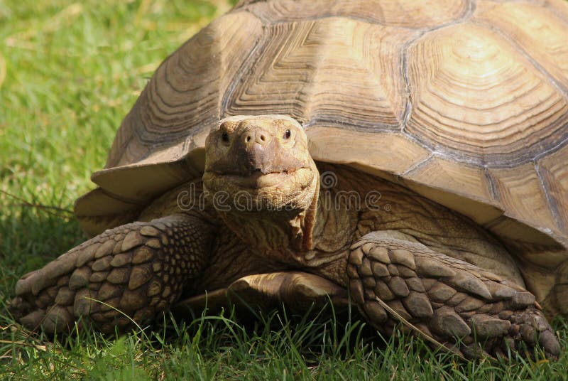 Turtle stock image. Image of endangered, wrinkled, green - 16856863