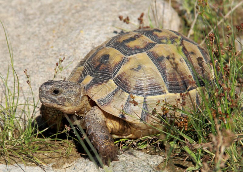 Shy turtle stock photo. Image of animals, shells, shapes - 836874