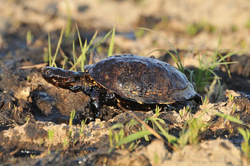 Turtle stock photo. Image of reclusive, ecology, shell - 18578000