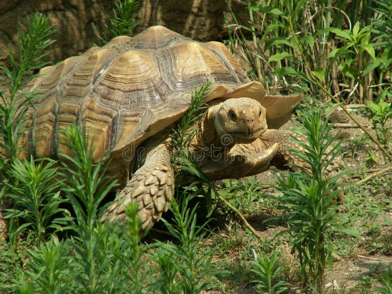 Turtle stock image. Image of animal, tortoise, shell, steady - 189265