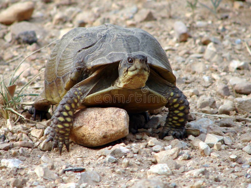 Turtle stock photo. Image of lumber, climb, tortise, gravel - 192754