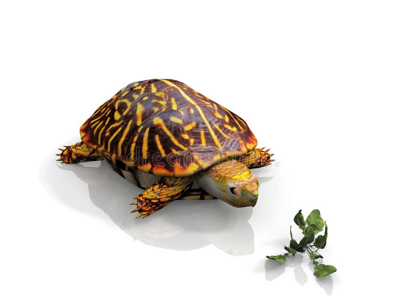 Turtle Eating Stock Illustrations – 394 Turtle Eating Stock ...